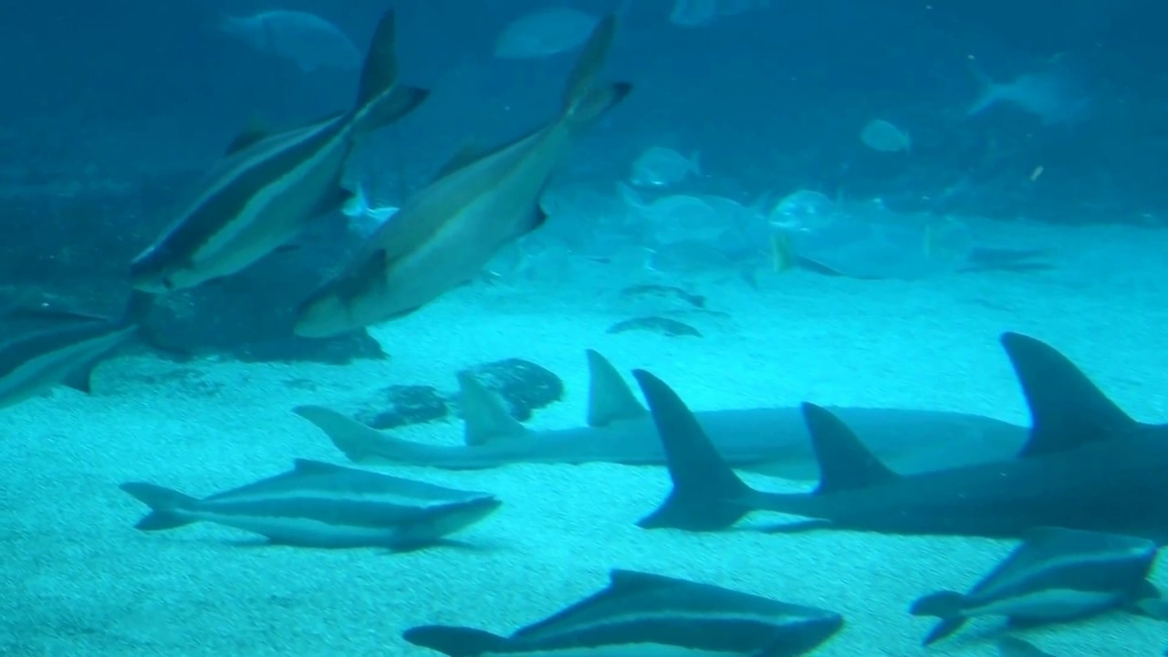 Sea World Shark Bay #3, Main Beach (Gold Coast) - Queensland, Australia ...