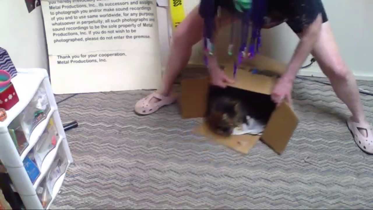 Tabby Boy Loves His Box (Leathur Rokk) - YouTube