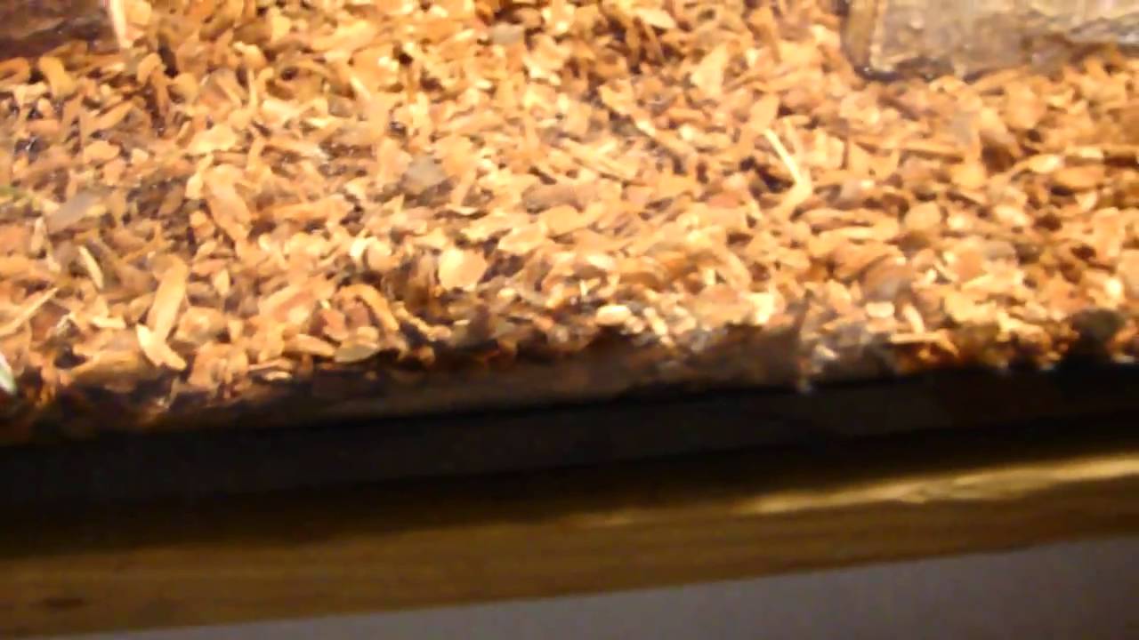 Box Turtle set up - YouTube