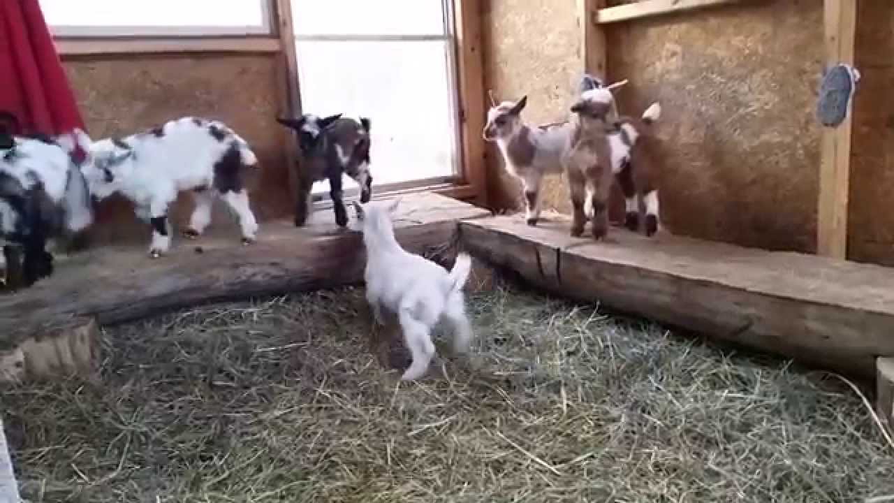 Baby Goats - 1-2 weeks old - YouTube