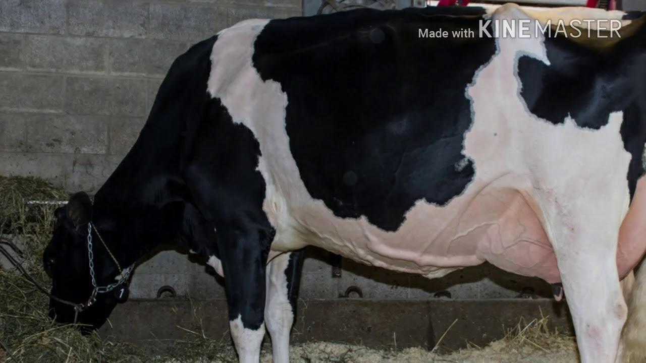 $1,200,000 worth cow:Missy - YouTube