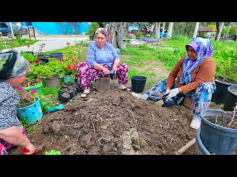 KOMŞU KÖYDE BAZI İŞLER    FİDE ŞAŞIRTMA