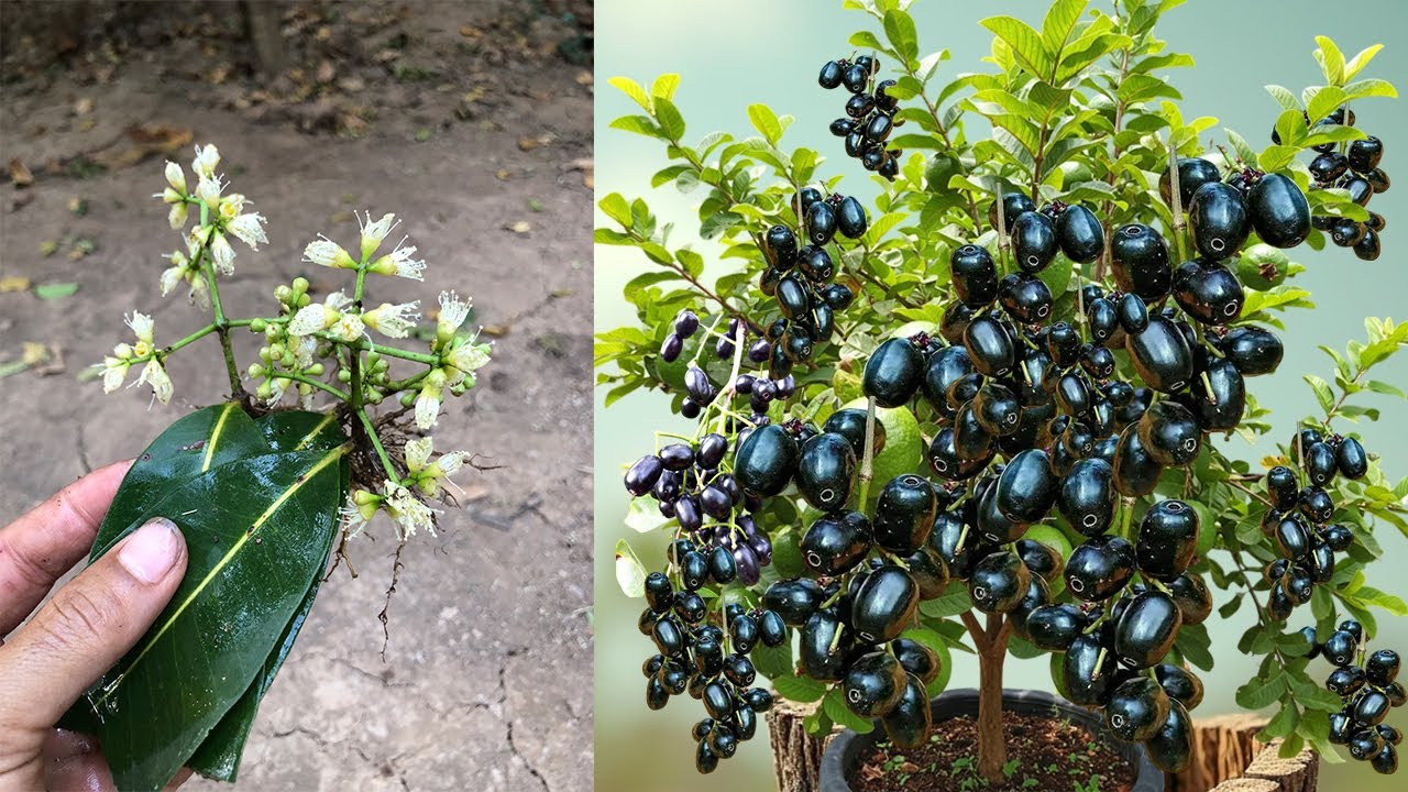Amazing United States plum fruit Farm Harvests |United States Street ...