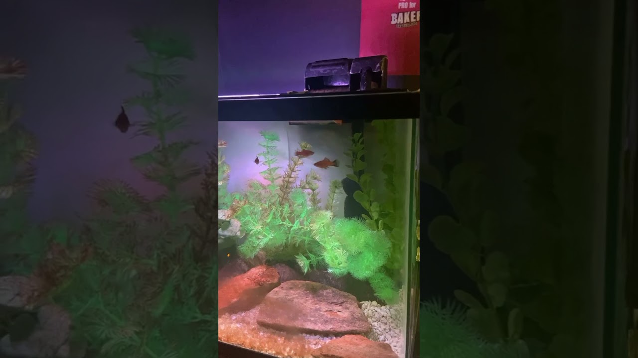 Baby swordtails I breed like and sub for more fish videos 🎣 - YouTube