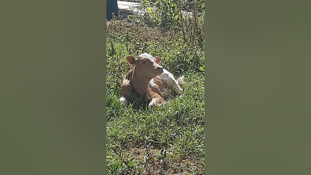 #trending #india #inek #hayvancılık #tosun #koyun #buzağı #simental #doğa - YouTube