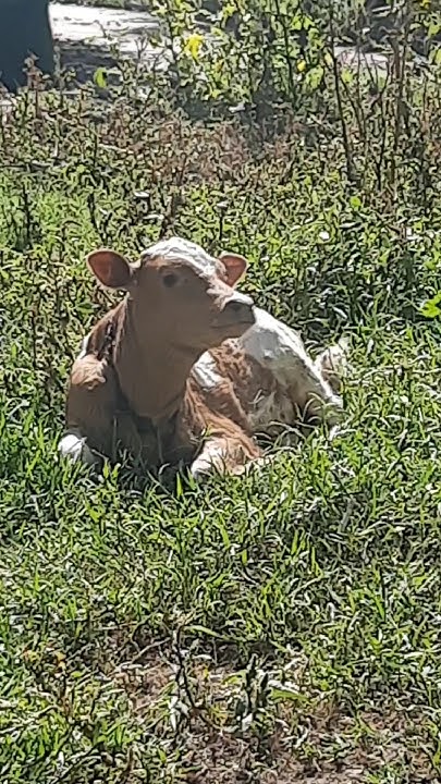 #trending #india #inek #hayvancılık #tosun #koyun #buzağı #simental #doğa - YouTube