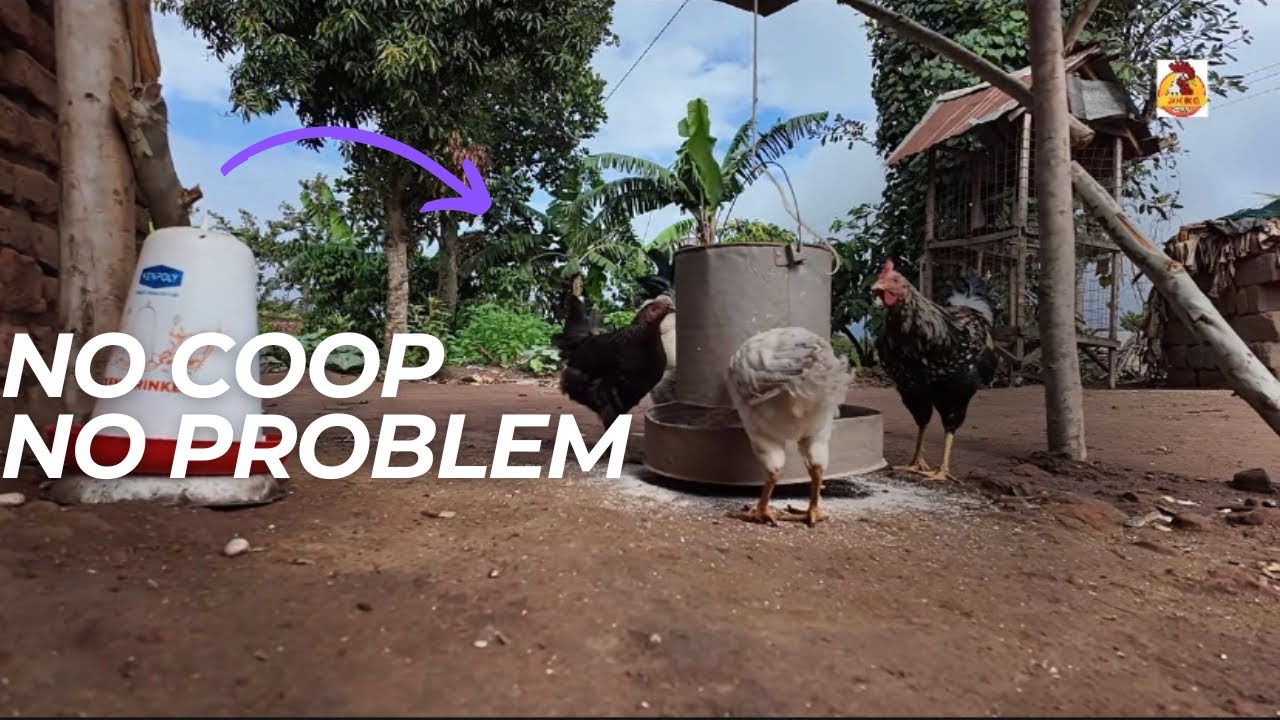 NO COOP? NO PROBLEM! - Starting Chickens Without a Chicken House. - YouTube