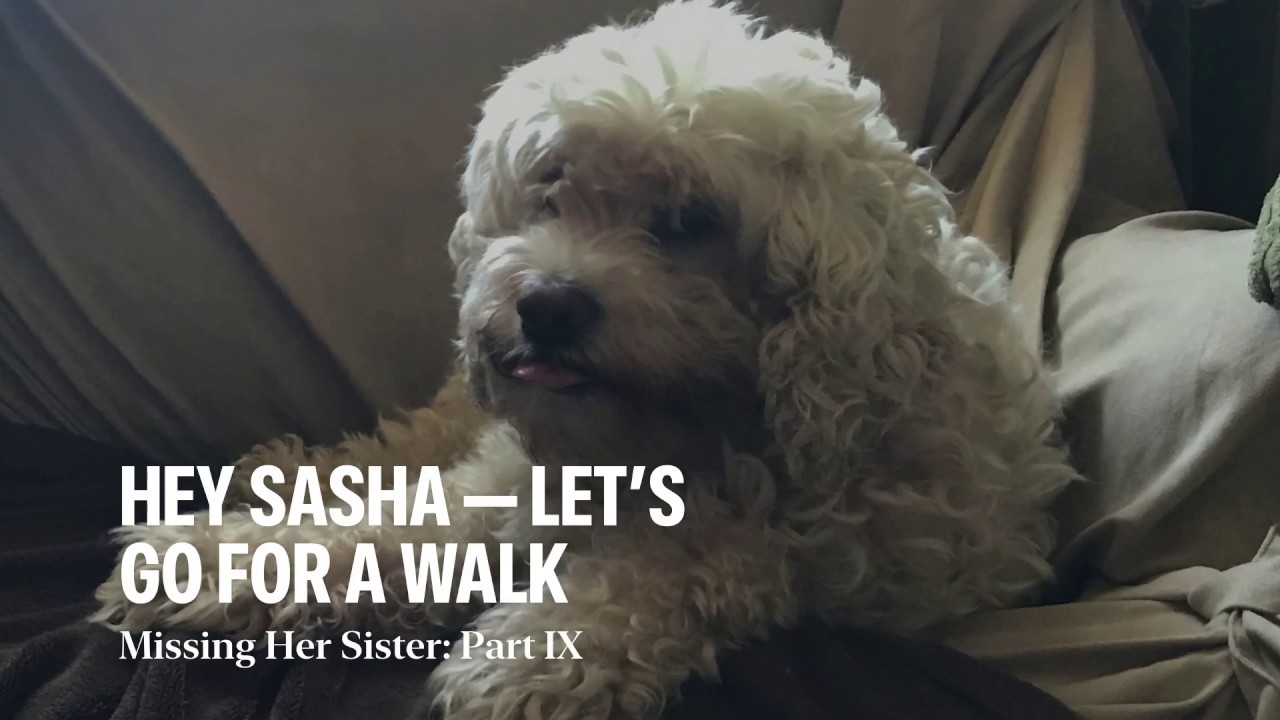 Hey Sasha -- Let's Go For A Walk - YouTube