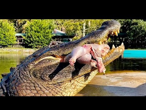 I hand feed 100’s of GATORS with the kids! - YouTube