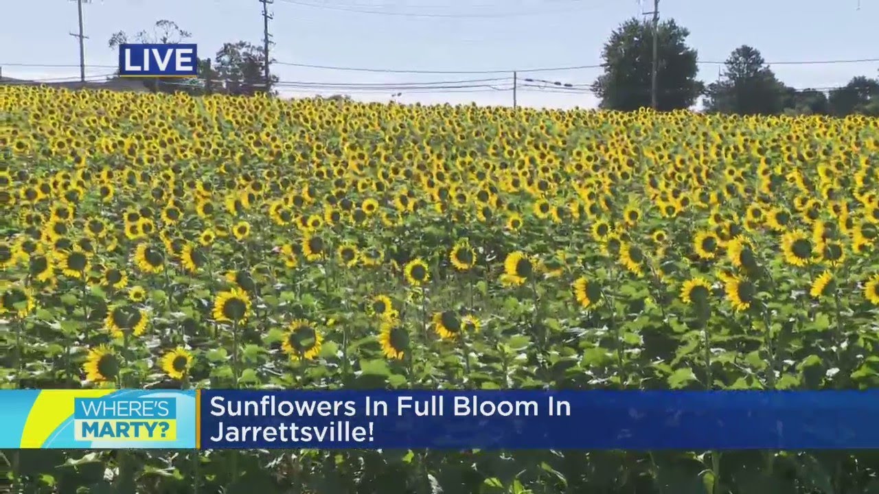 Where's Marty? Taking a scenic ride through the sunflower field in ...