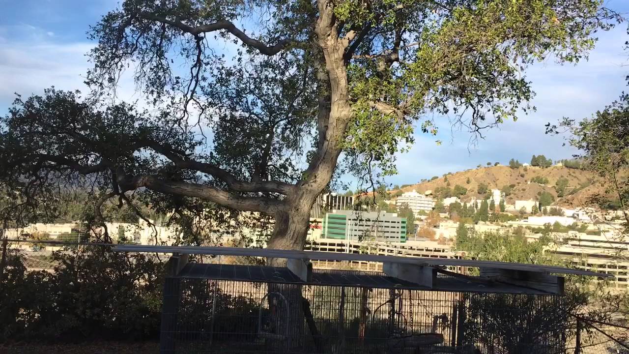 Wild Amazon Parrots in Altadena, Ca - YouTube