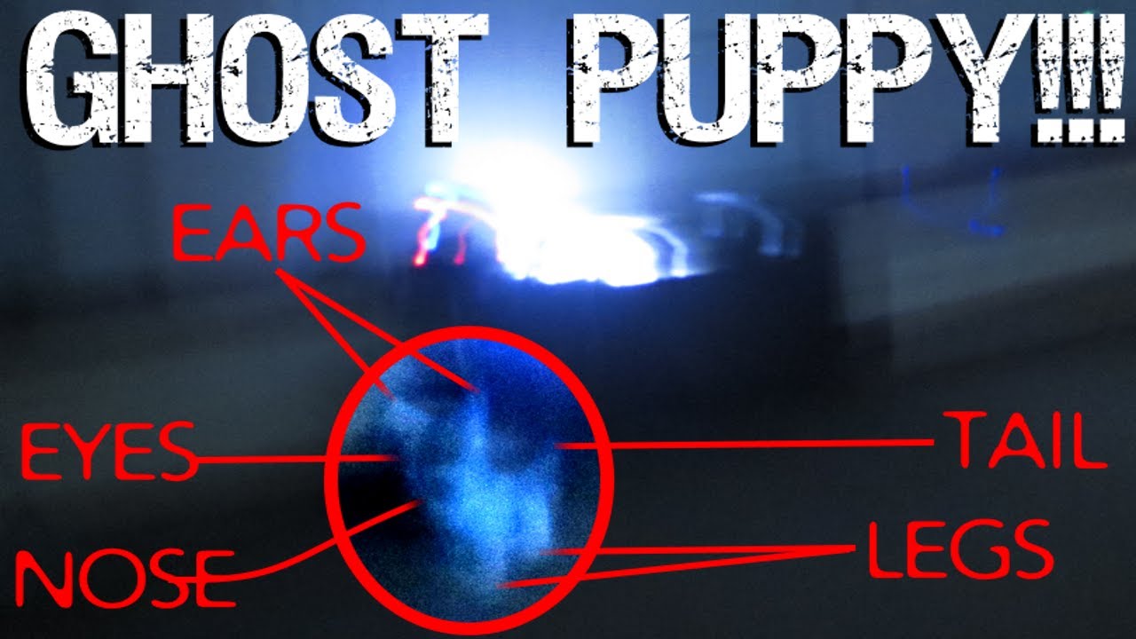 GHOST PUPPY PHOTO Captured During LIVE Ghost Hunt! (((EPIC))) - YouTube