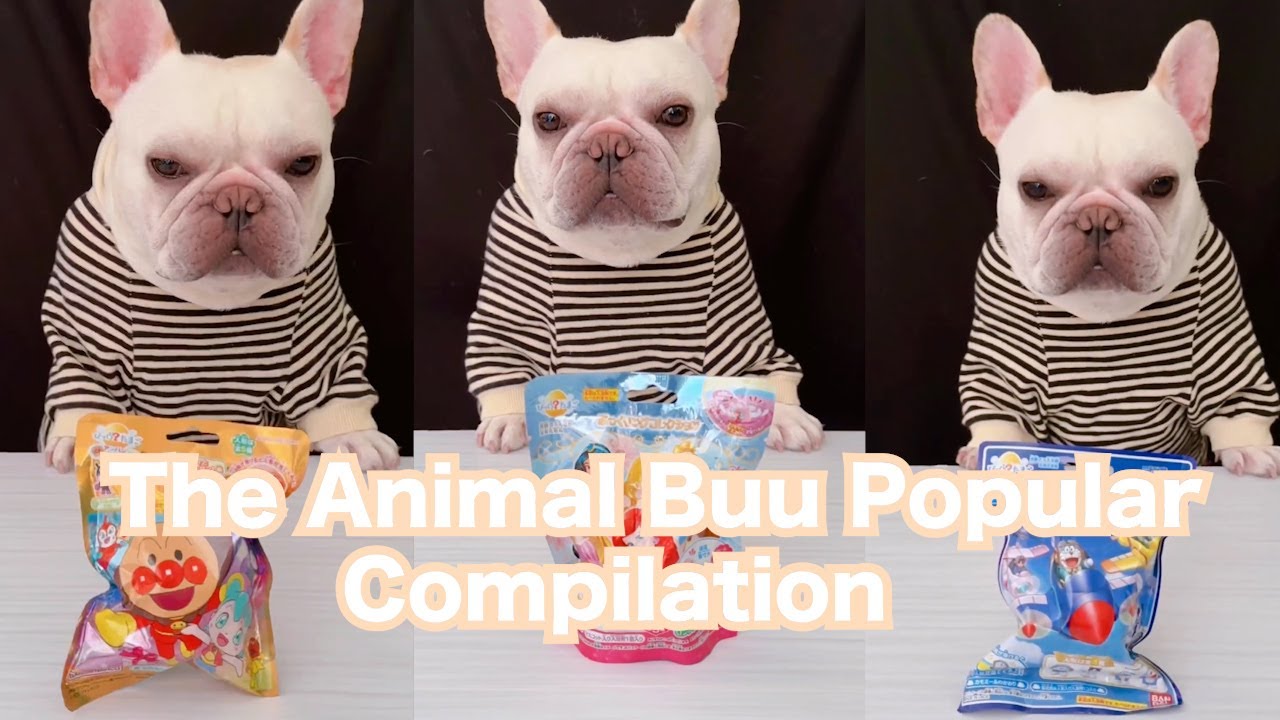 The Animal Buu Compilation | the most Fuuny collection25 #theanimalbuu ...