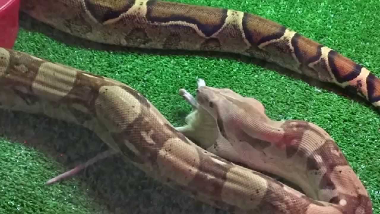7 yr old Colombian Red tail Boa BCI eats a large rat - YouTube