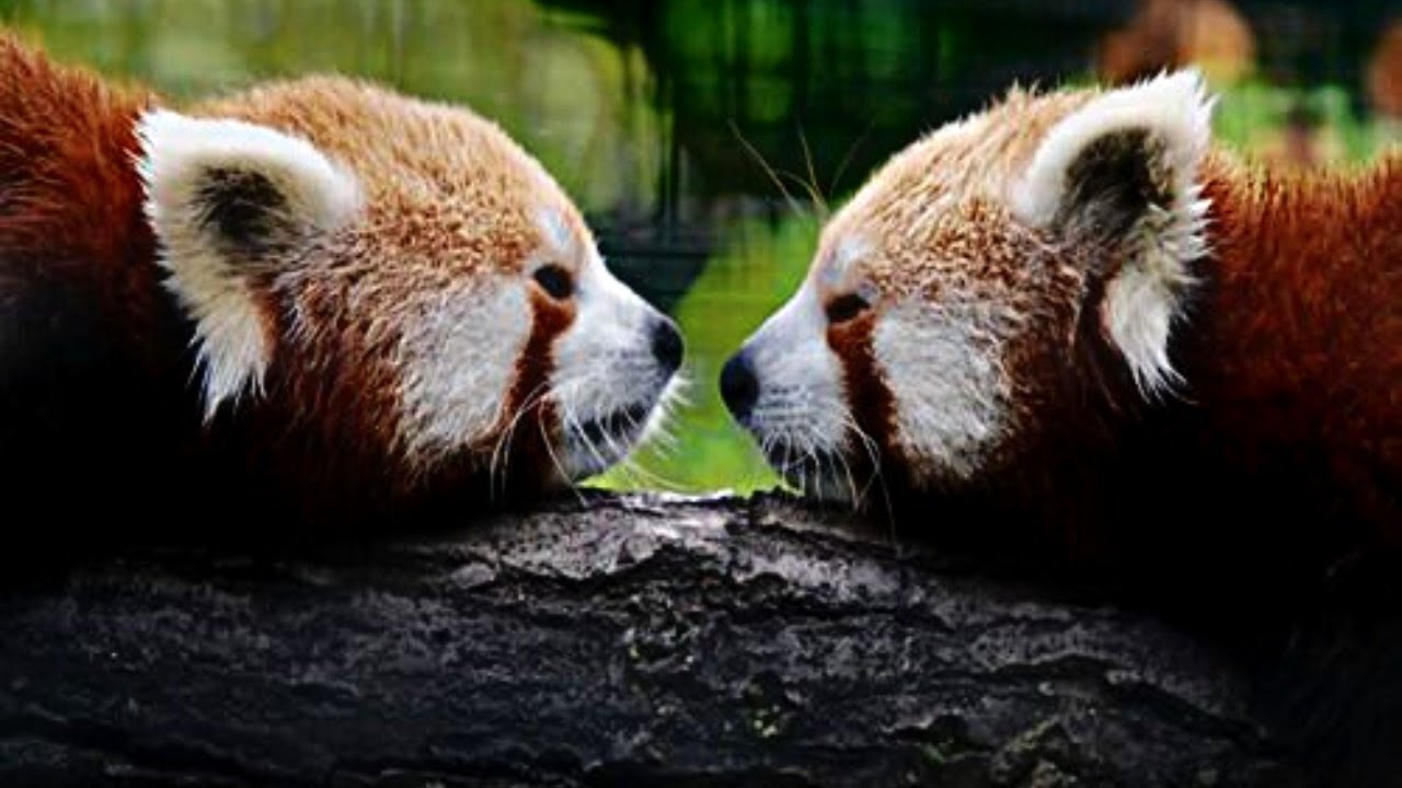 Breeding Cycle of Red Panda | Mating | Birth | Breast feeding ...