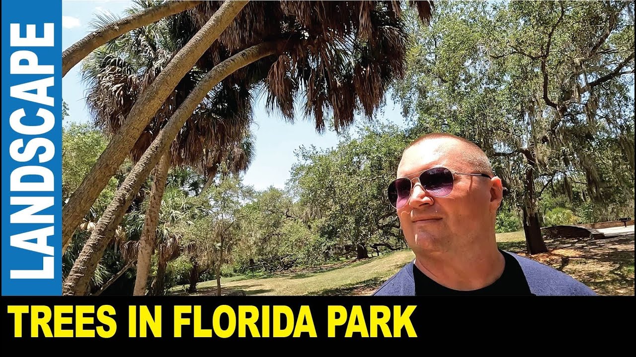 Beautiful trees in Florida park oak palm trees landscape | Jarek in ...