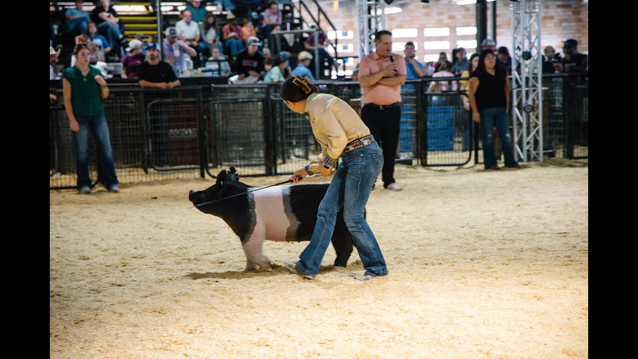 Sisters Show Precocious Pigs at State Fair - YouTube