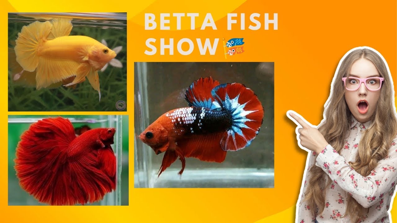 beautiful betta fishes show || betta for sale - YouTube