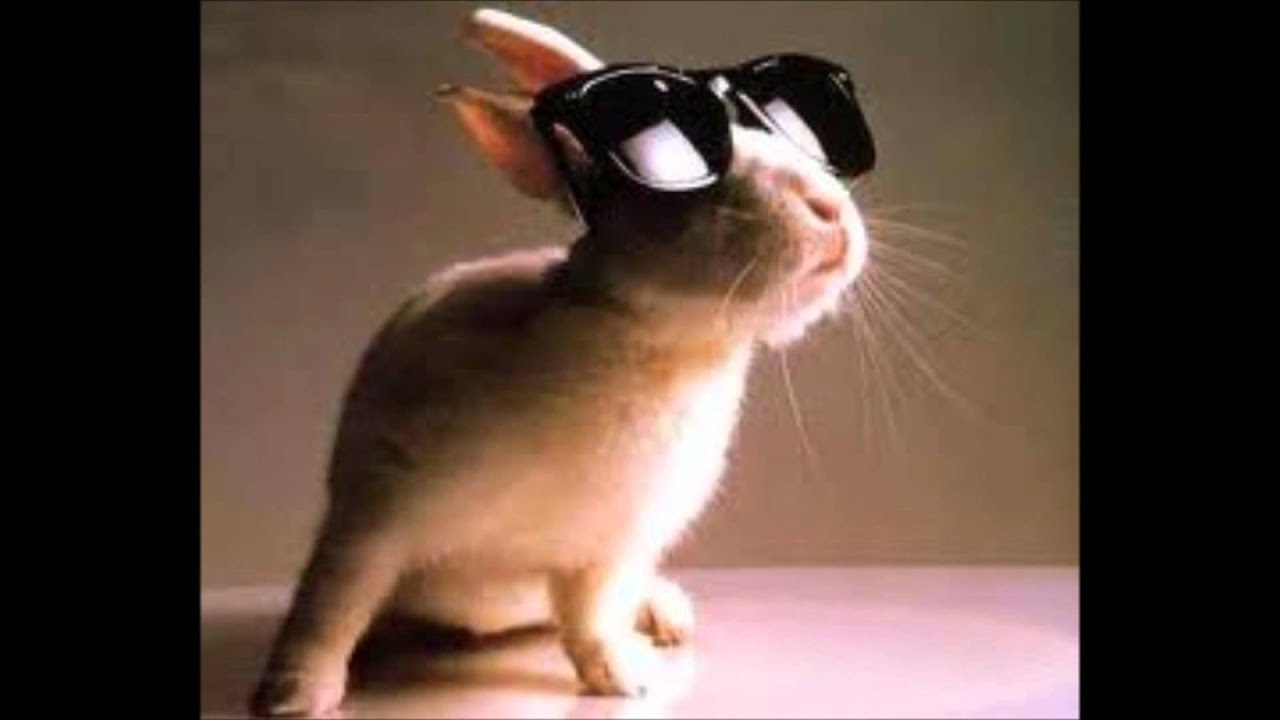 sjov dyre film - YouTube