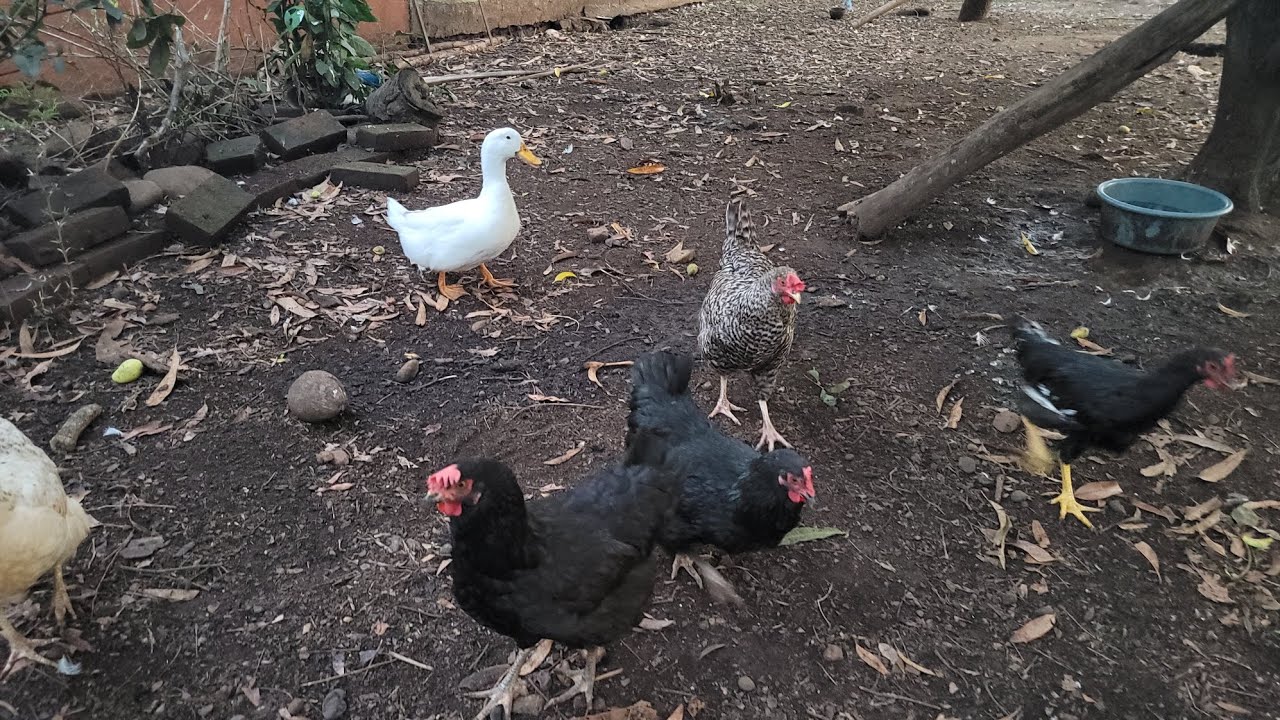 AMANECER 🌅 EN EL CAMPO CON LAS GALLINAS - YouTube