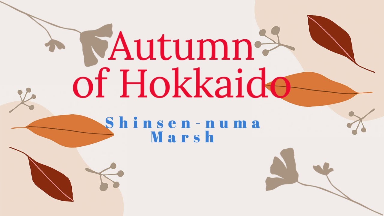 Shinsen-numa Marsh ( Most beautiful autumn leaves in Hokkaido) - YouTube