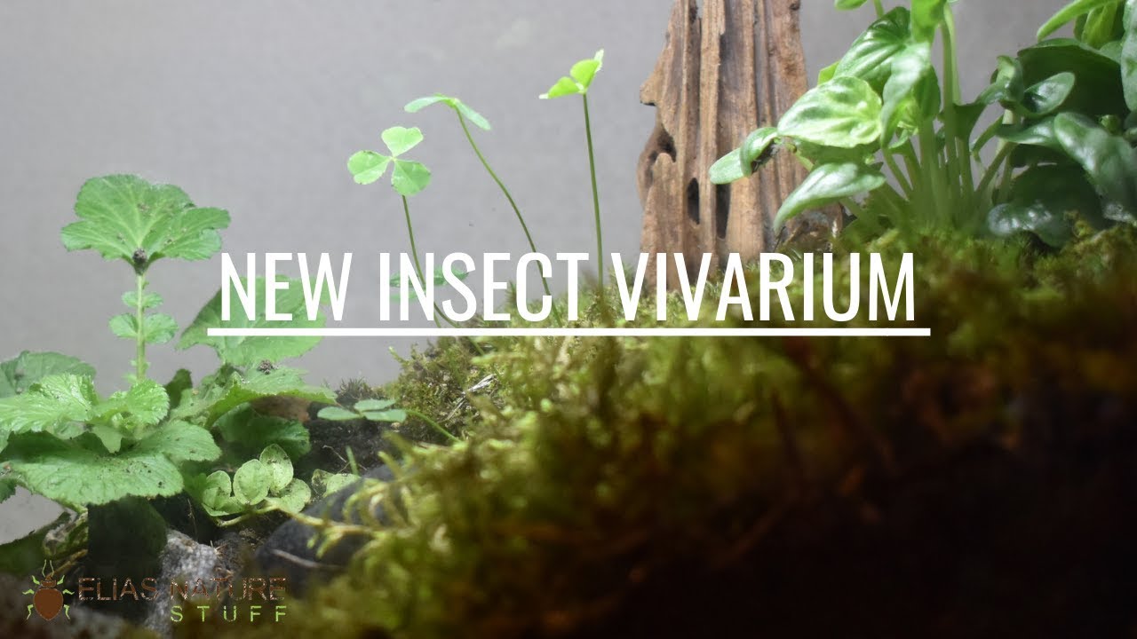 New Insect Vivarium! | What Predators Shall We Add? - YouTube