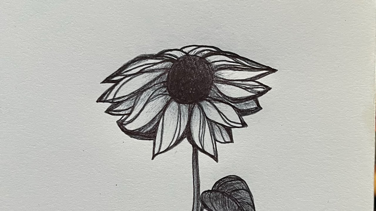 Black And White Sunflower Drawing Tumblr