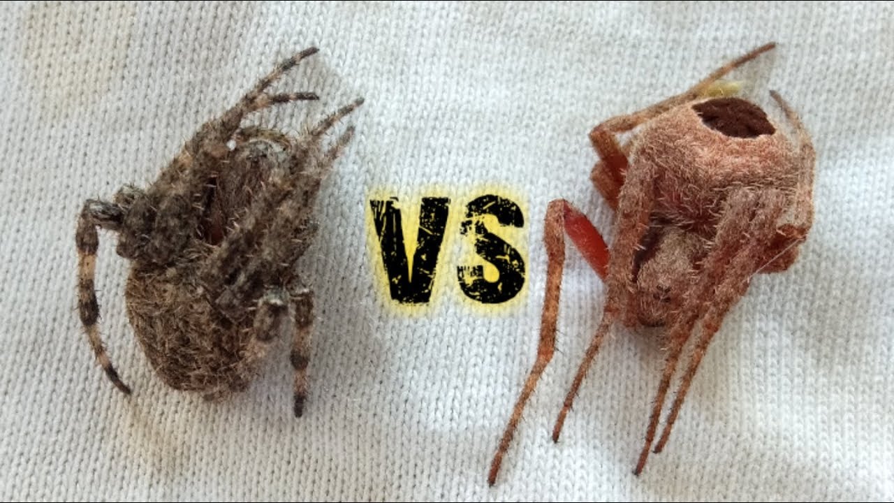 Amazing fight 🤔 - double dead 🤪 - YouTube