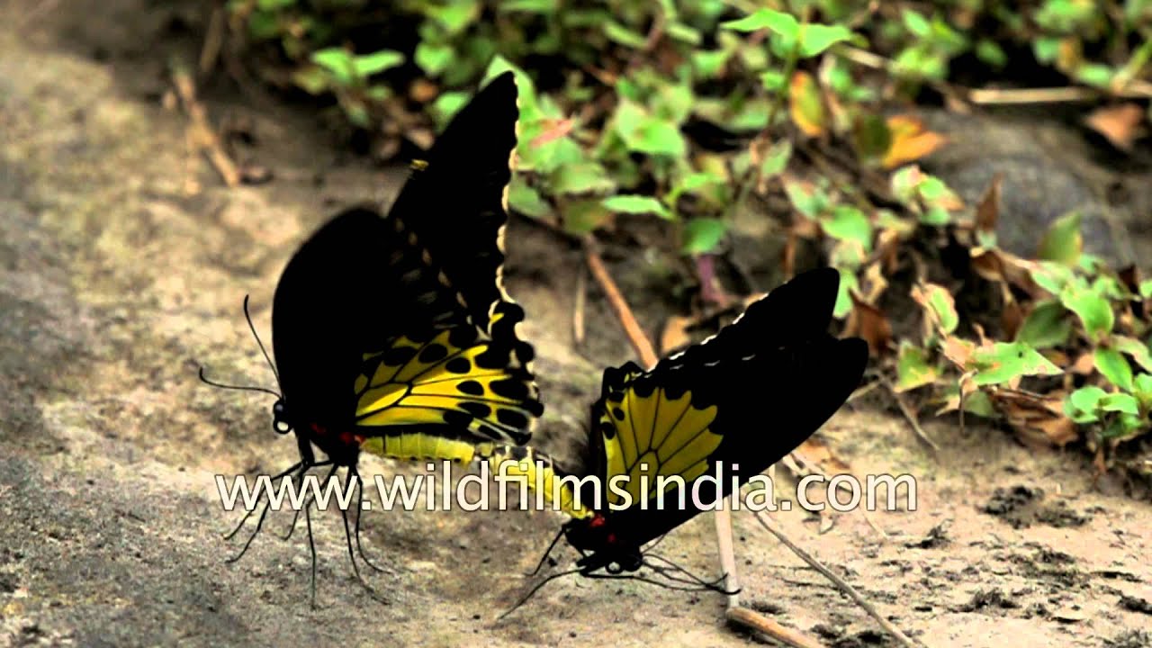 Birdwing Butterflies in action : beauties in slow motion - YouTube