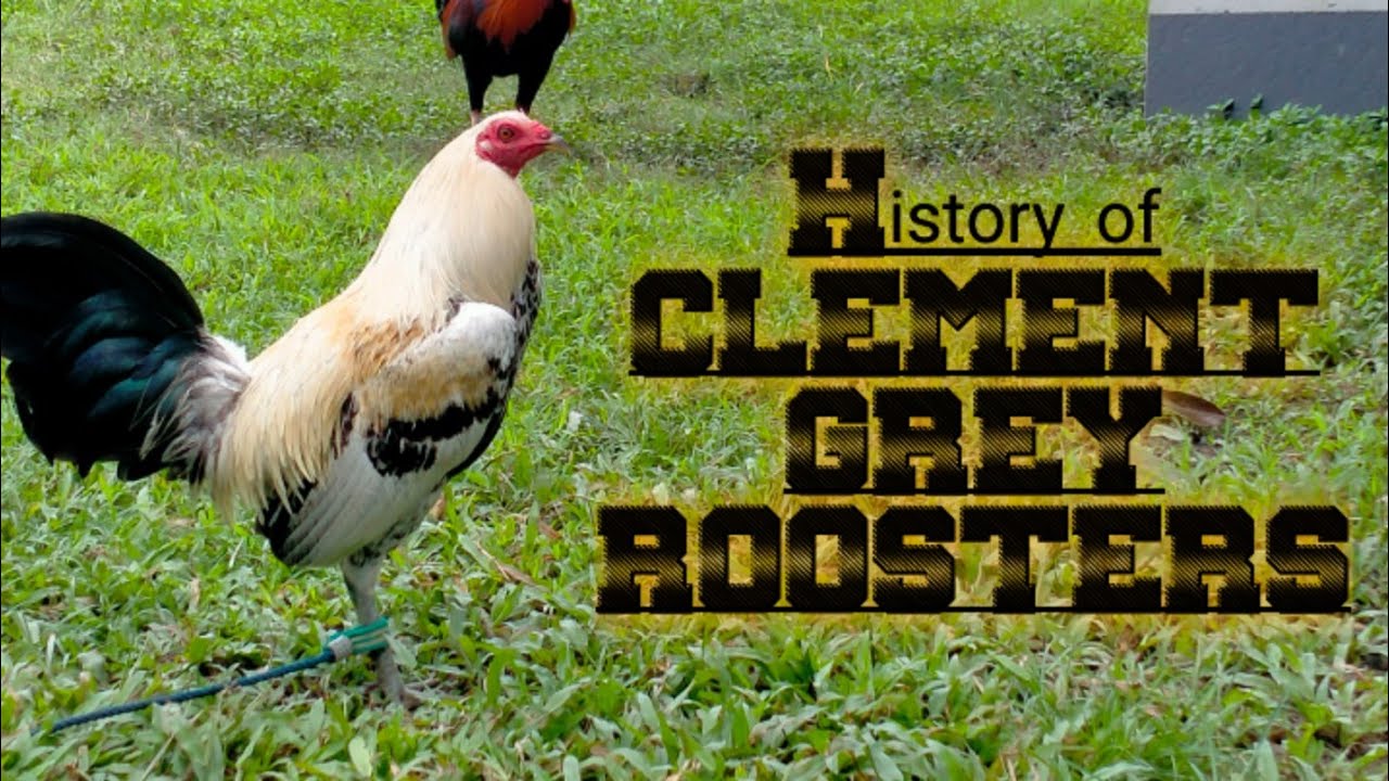 #clementgrey#hatchgrey History of CLEMENT GREY ROOSTER. - YouTube