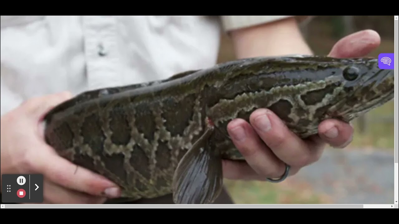 "Terrifying Discovery: Unbelievable 'Frankenfish' Found in 17 States! 😱 ...