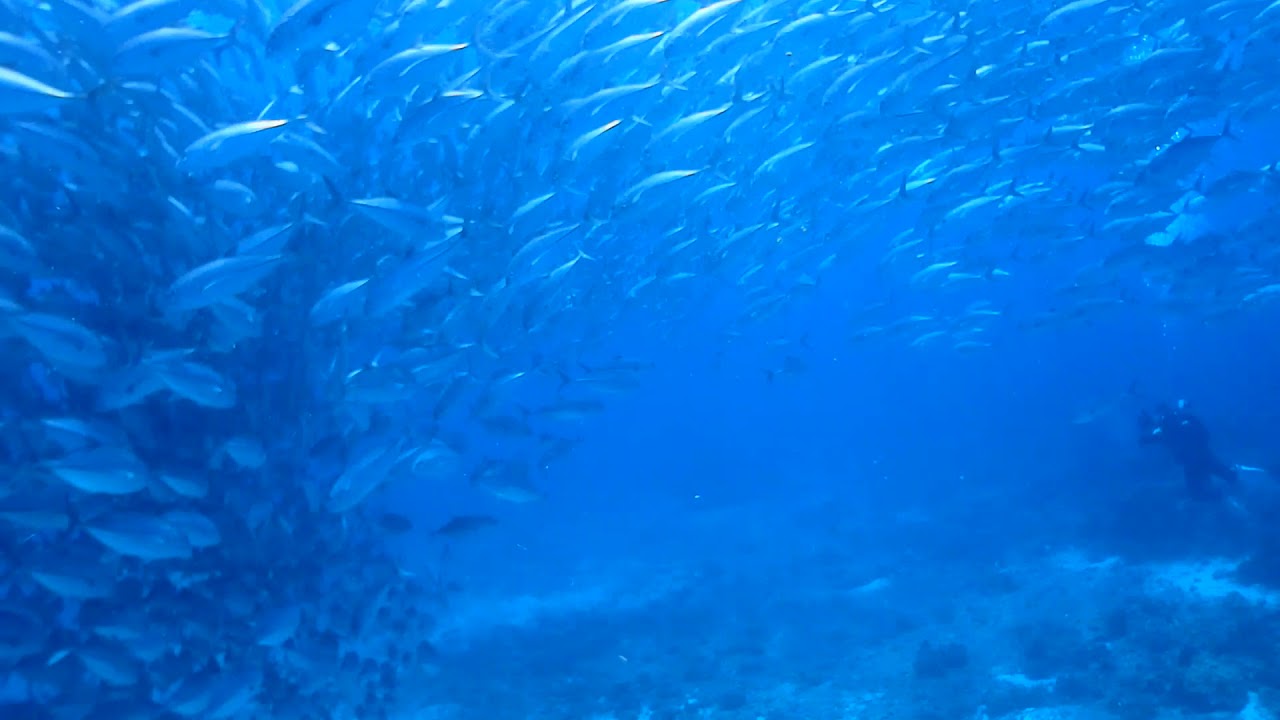 Jack Fish.. - YouTube
