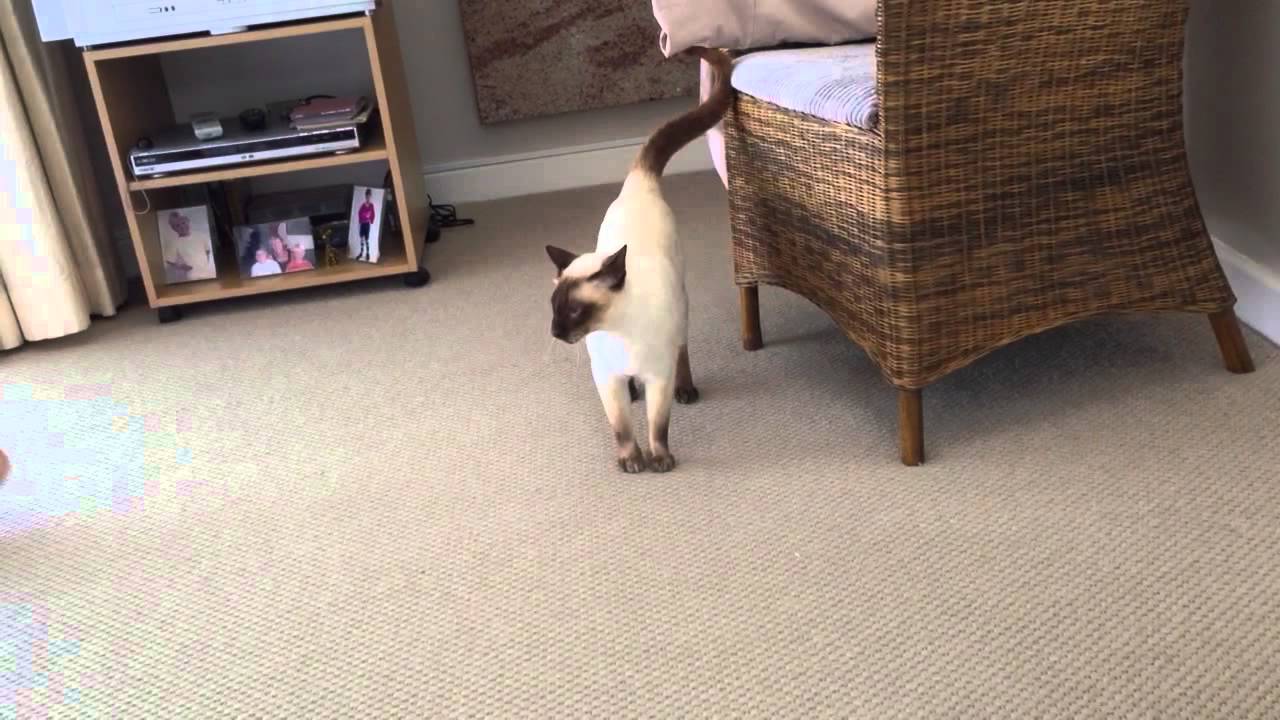 Pushkin the Siamese cat plays fetch - YouTube