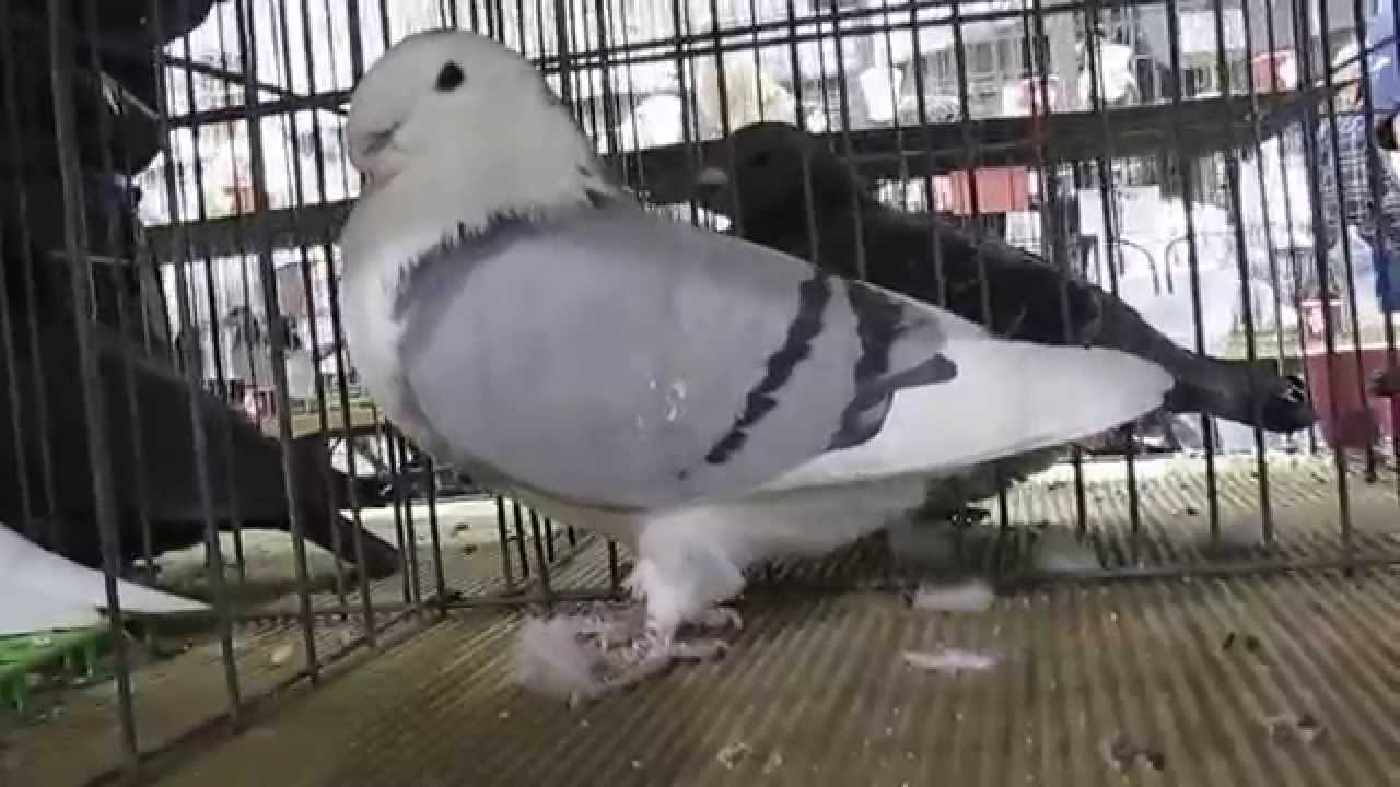 American Show racer pigeons - YouTube