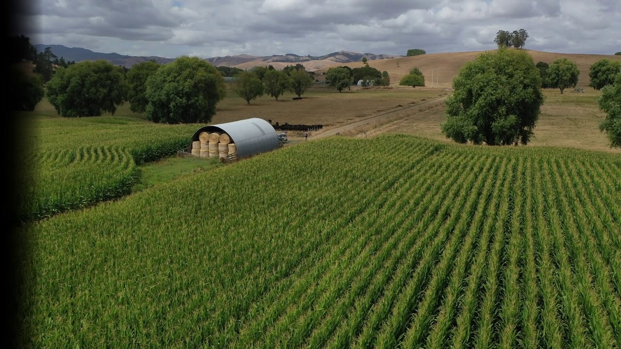 Maize Season 2019 with TerraCare - YouTube