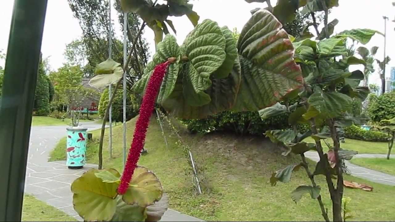 Coccoloba rugosa - YouTube