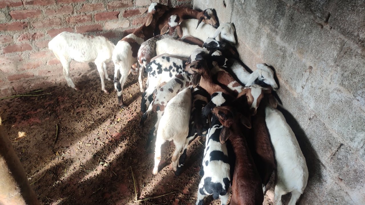 Muttu keda kutty virpanaiku - YouTube