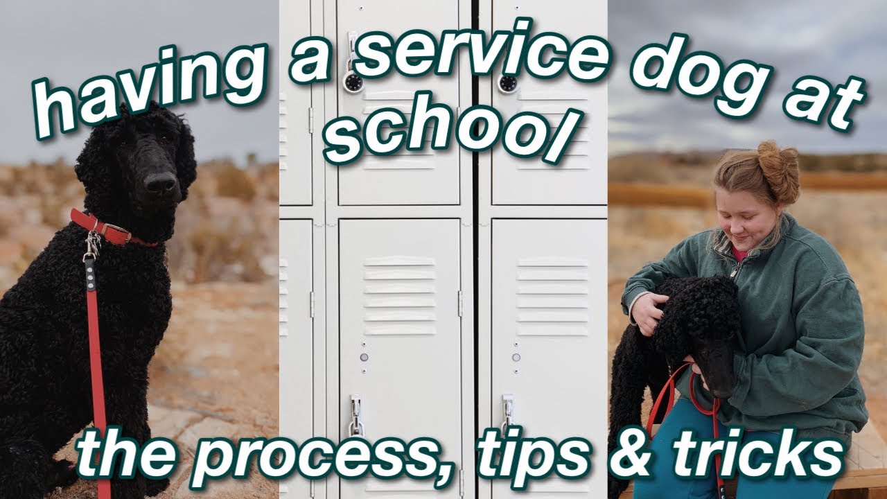 TAKING YOUR SERVICE DOG TO SCHOOL- the process + tips & tricks - YouTube