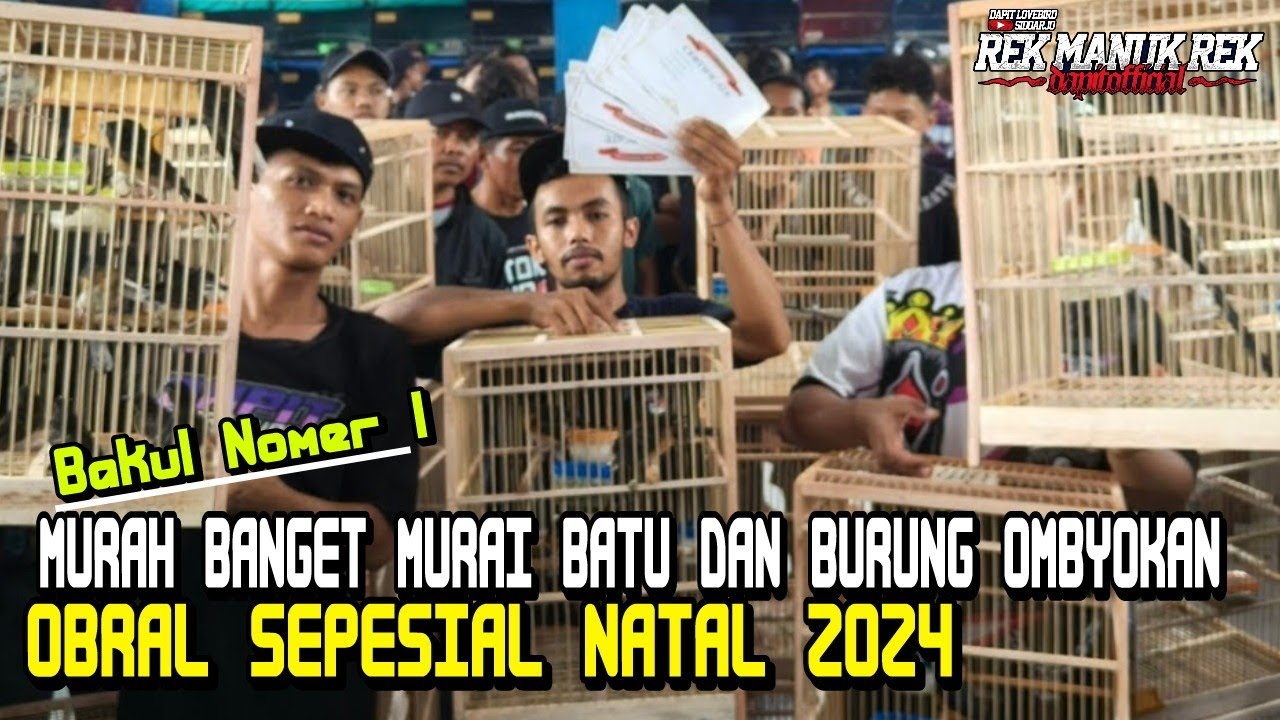 OBRAL SEPESIAL NATAL 2024 !!! MURAH BANGET MURAI BATU DAN BURUNG ...