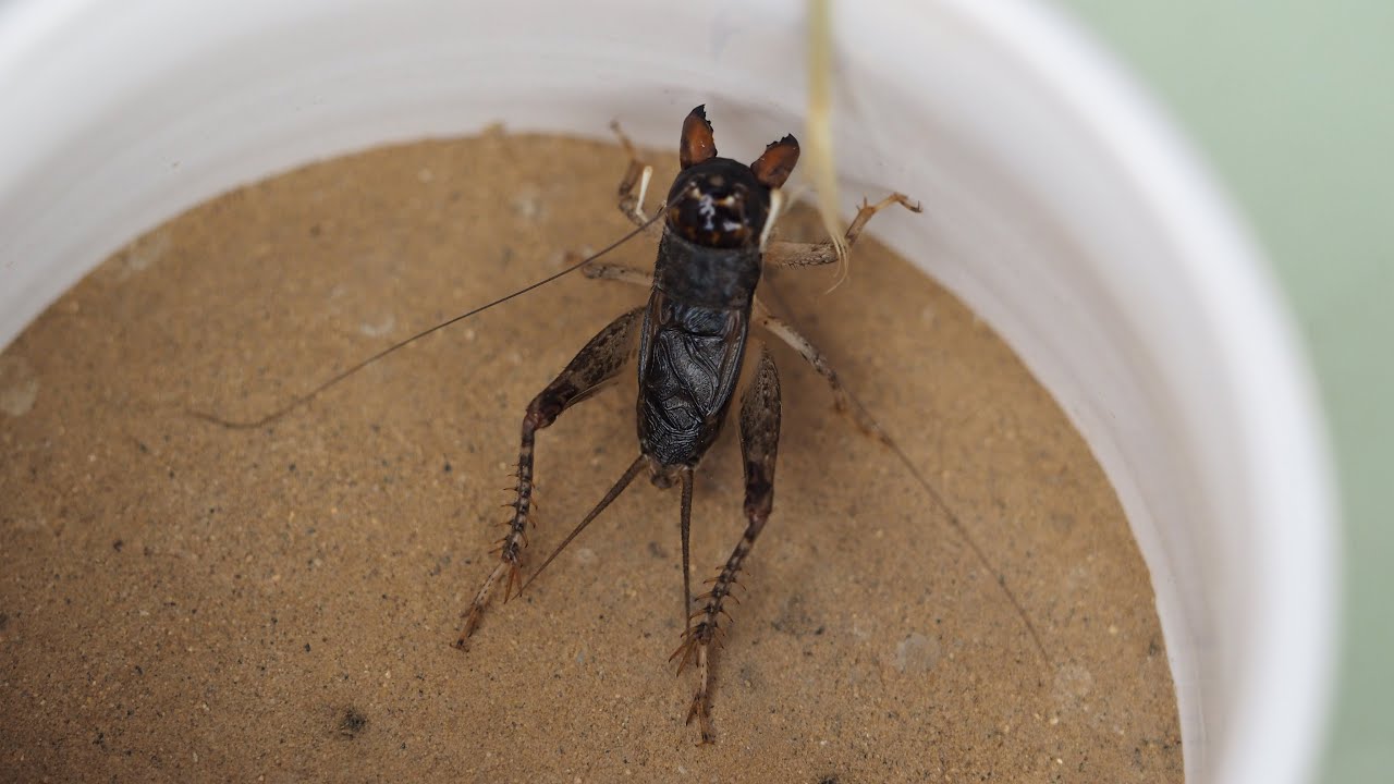 My Little Cricket Fighter - YouTube