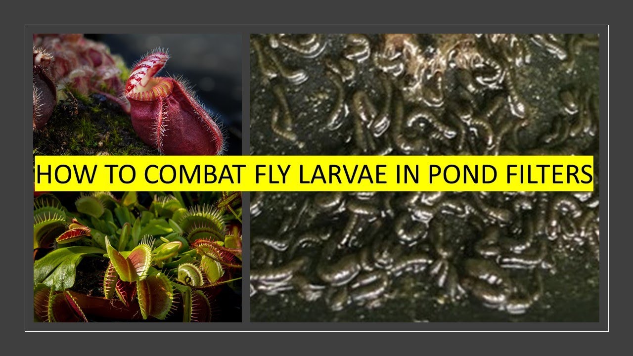 How to combat flies and fly larvae in pond filters - Visit to Hampshire ...