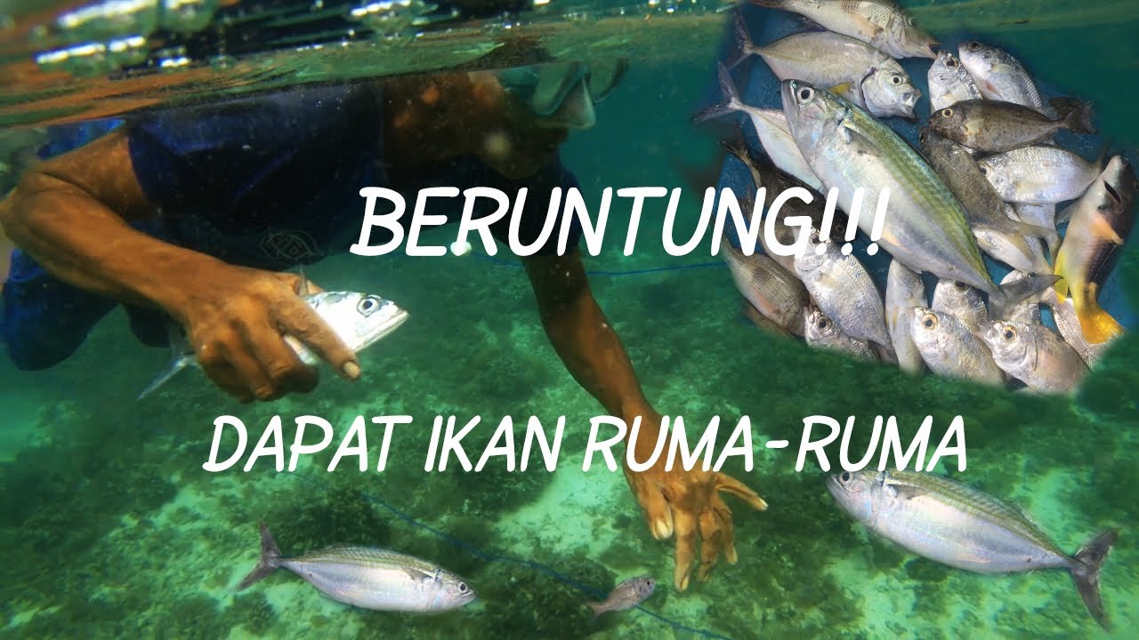 Beruntung!!! Jaring di Laut Dangkal dapat Ikan Ruma-ruma - YouTube