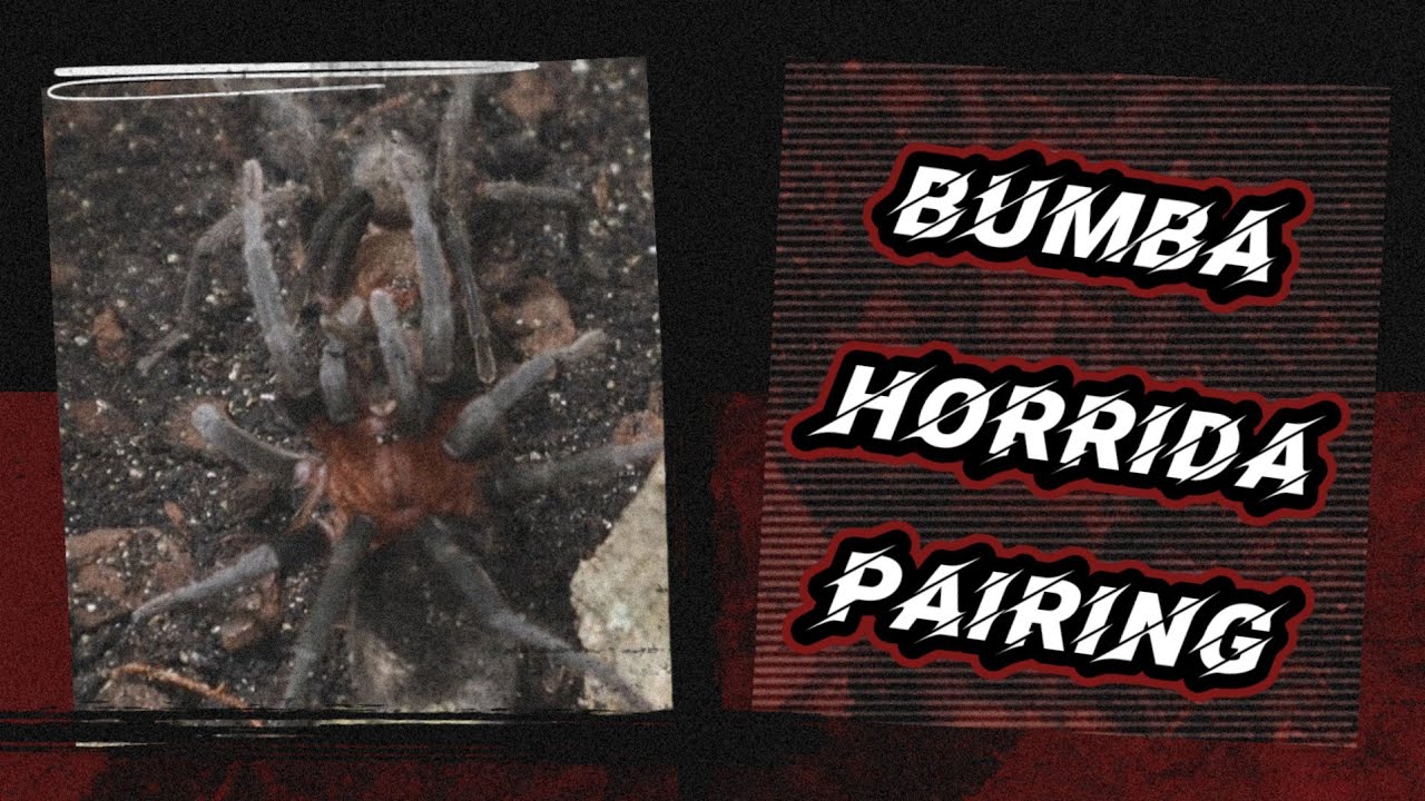Bumba horrida (ex cabocla) pairing/new male arrives #spidersspiders # ...