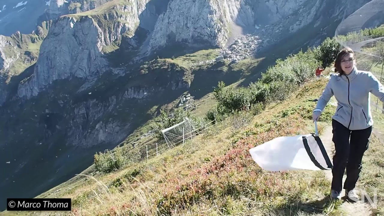 Watch scientists catch migrating insects in the Alps | Science News ...