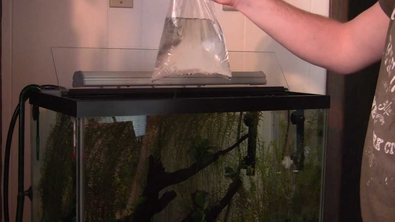 How to Acclimate using the Float Method - YouTube