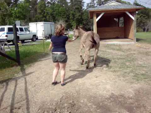 THE FARTING HORSE...