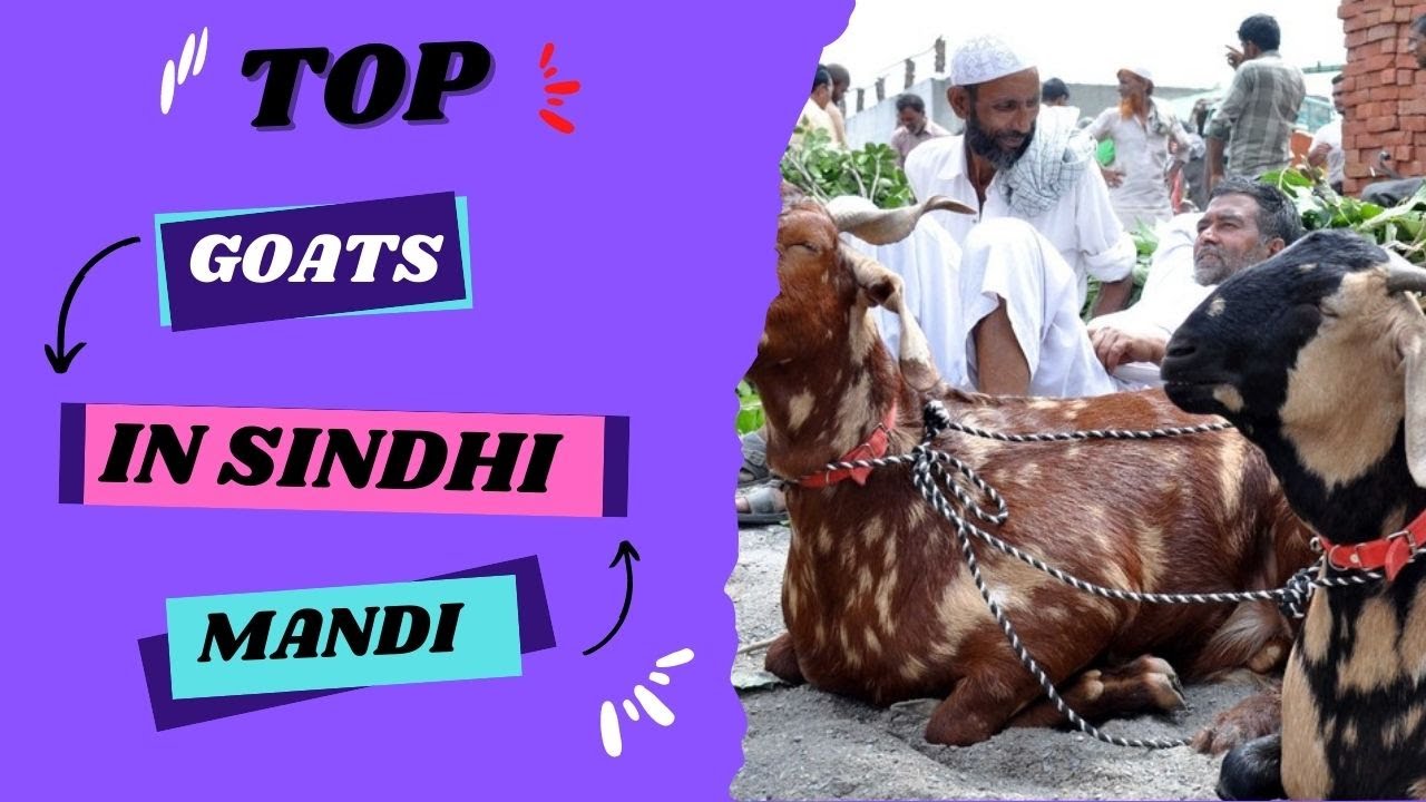 Top Beautiful Animals In Sindhi Mandi | Come And Check Now | - YouTube
