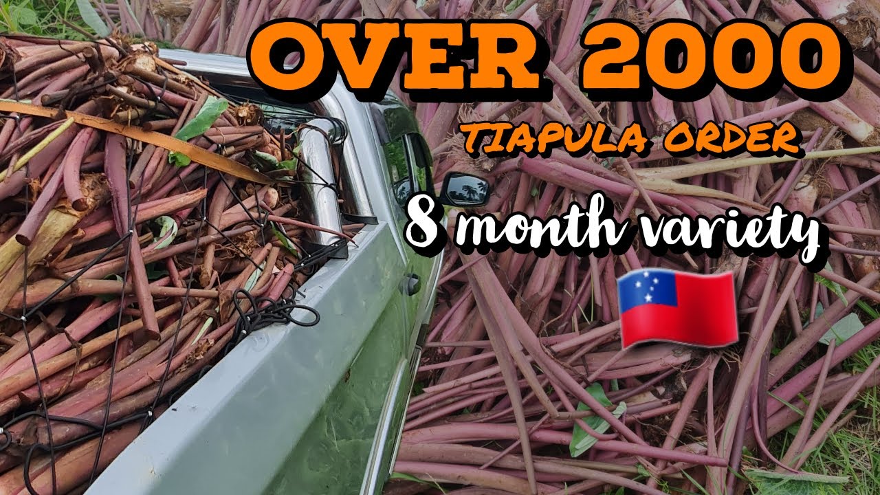 SHARING TARO PLANTING MATERIAL WITH SAMOAN FARMERS | SAMOA ...
