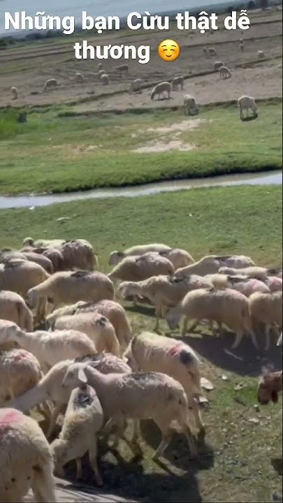 Đàn Cừu - YouTube