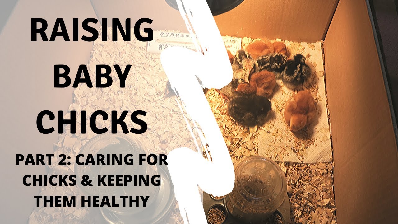 Raising Baby Chicks: Part 2: Caring For Chicks & Keeping Them Healthy ...